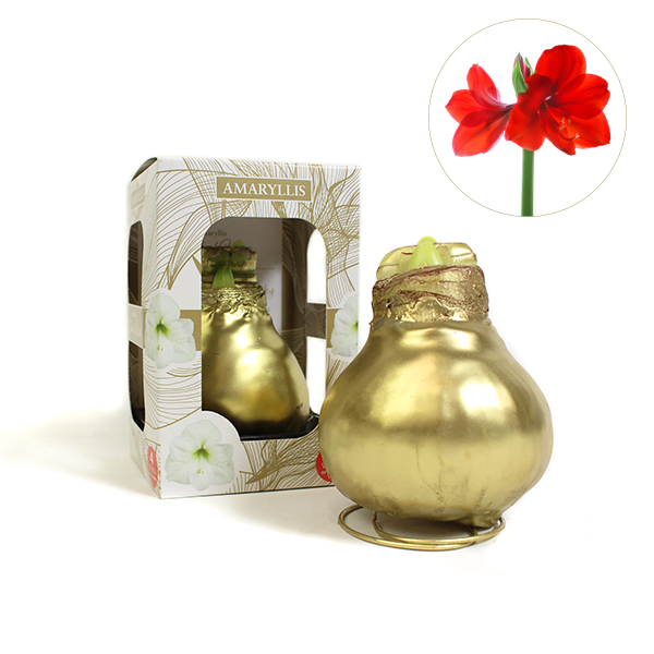 Golden Amaryllis - Geluk.com
